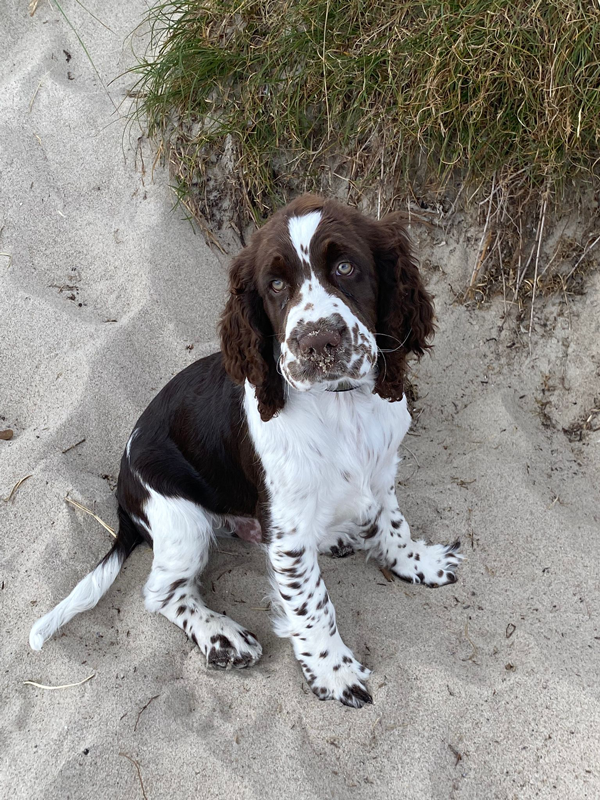 English-Springer-Spaniel-Liebhaberzucht seit 1997 - Aus der ...